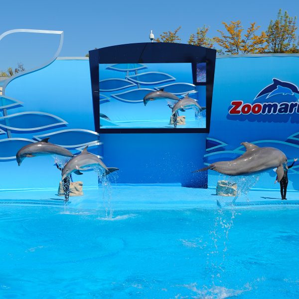 Zoomarine - SweetHomes